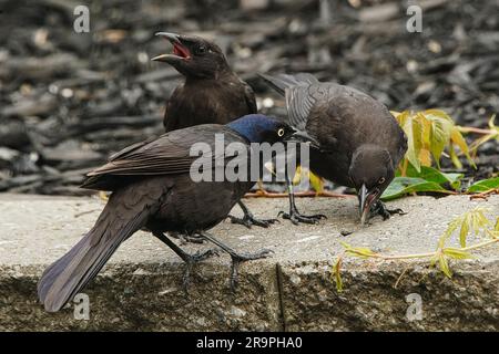 Trio of male and female Common Grackle birds feeding Stock Photo - Alamy