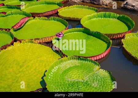 Lotus flowers float on the largest lotus pond at the 5A-level Haohe ...