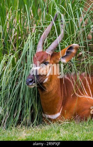 Bongo (Tragelaphus eurycerus) resting in tall gass, nocturnal forest ...