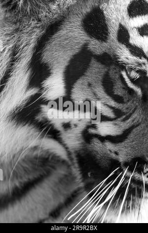 Sumatran Tiger at Edinburgh zoo, Edinburgh, Scotland, UK Stock Photo ...