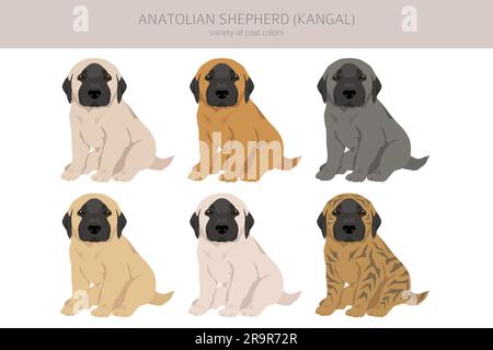 Kangal Shepherd dog clipart. Different coat colors set. Vector ...