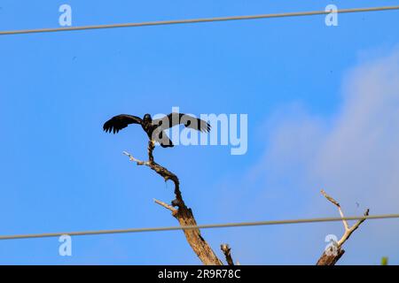 Baby Eagle Flight Day. A baby American bald eagle spreads its wings to ...