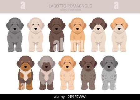 Lagotto Romagnolo clipart. Different poses, coat colors set. Vector ...