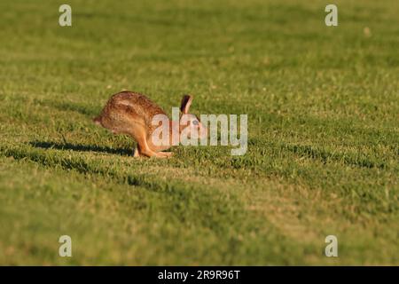 A brown rabbit running across a lush green field Stock Photo - Alamy