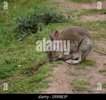 Brown rabbit grazing the grass on animal farm. High quality photo Stock ...