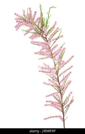 branch of tamarix isolated on white background with full depth of field ...