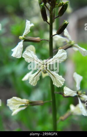 Spicy arugula plant (Eruca sativa) blooms in the garden Stock Photo - Alamy