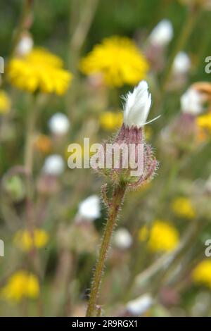 Crepis foetida grows in the wild in summer Stock Photo - Alamy
