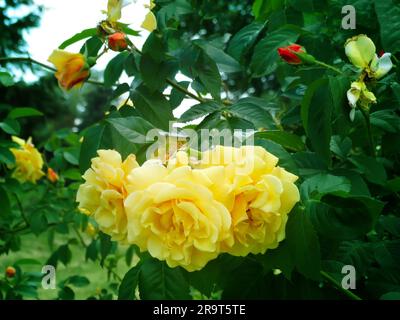 Incredibly beautiful yellow pink rose on blue sky background Stock ...