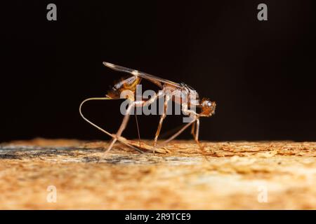 A female Braconid Wasp (Spathius sp.) oviposits into a decaying tree ...
