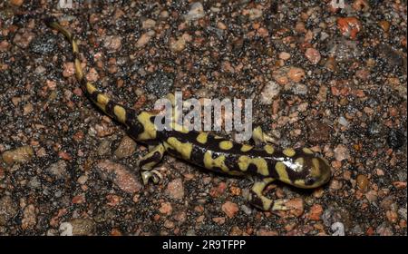Adult male between the Barred Tiger Salamander (Ambystoma mavortium ...