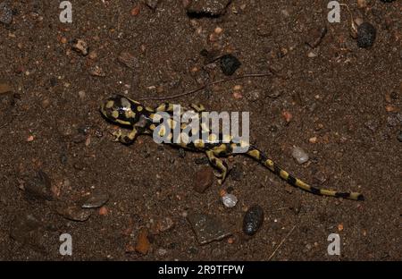 Adult male between the Barred Tiger Salamander (Ambystoma mavortium ...