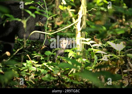 A crested macaque (Macaca nigra) stares at camera as it is photographed ...