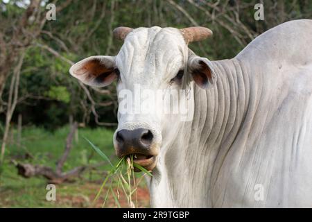 closeup of white nelore bull's face in brazil countryside farm in sunny ...