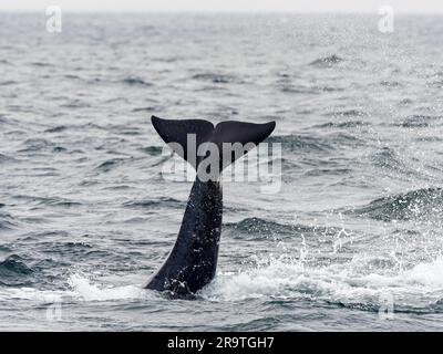 Orca (Orcinus orca) tail of transient, Monterey Bay, California Stock ...