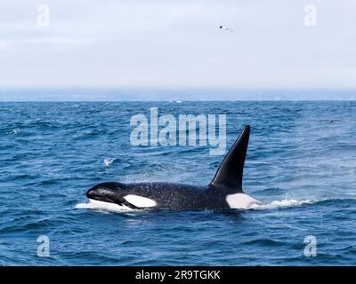 Transient male killer whale, Orcinus orca, surfacing in Monterey Bay ...