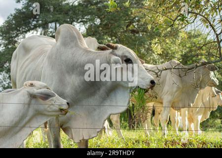 Side view of a large and strong Nelore ox and cow on a farm in the ...