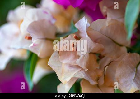 Bougainvillea antenna in groups with colorful bracts papillose, of ...