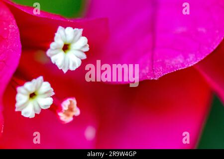 Bougainvillea white papillose, single or double flowered, which is a ...