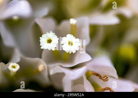 Bougainvillea white papillose, single or double flowered, which is a ...