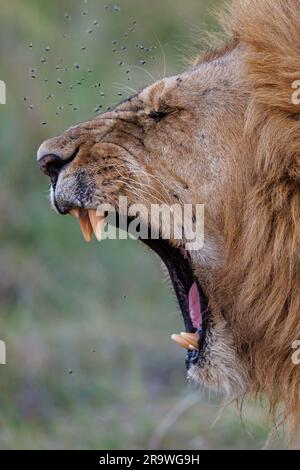Lion cub roaring, Masai Mara National Park, Kenya Stock Photo - Alamy