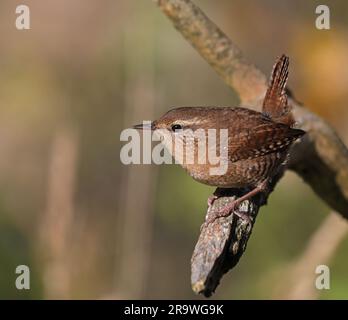 Wren, sitting on perch, with lifted tail Stock Photo - Alamy