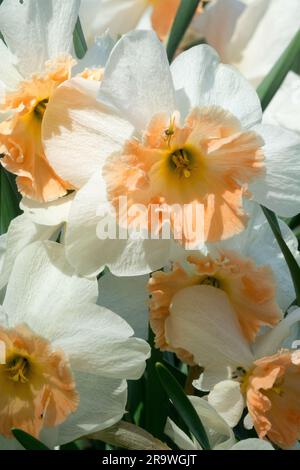 White Beautiful Apricot Flowers on tree bookeh Stock Photo - Alamy