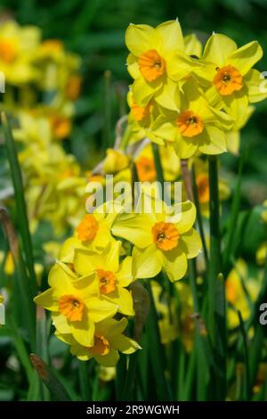 Daffodils Narcissus "Falconet" Daffodil, Flower, Yellow, Narcissus ...