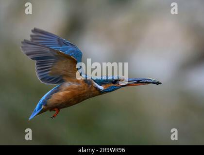 Kingfisher (Alcedo atthis) female bringing fish to the nest, River Urr ...