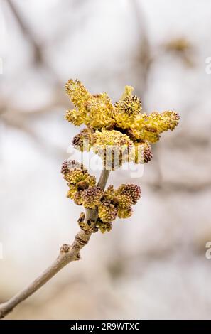 Macro of Fraxinus, also called Ash tree, flowers of catkin, at the ...