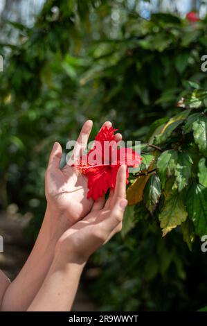 Red hibiscus flower on green blurred background Stock Photo - Alamy