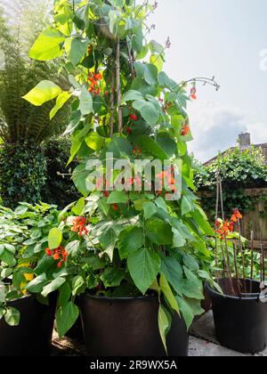 Red flowers of a container grown runner bean, Phaseolus coccineus ...