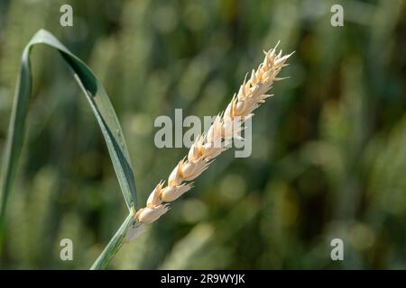 Signs of root rot disease on wheat Stock Photo - Alamy