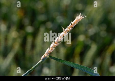 Signs of root rot disease on wheat Stock Photo - Alamy