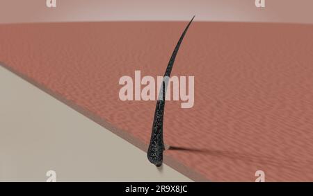 Single hair follicle - 3D illustration Stock Photo - Alamy