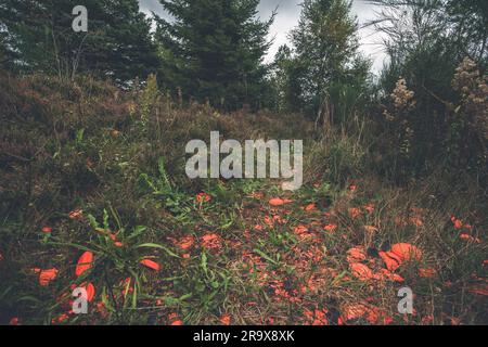 Broken clay pigeons at a shooting range in the nature Stock Photo - Alamy