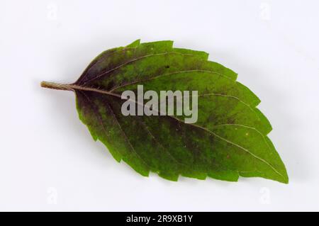 Basil 'Wild Purple' (Ocimum canum x basilicum Stock Photo - Alamy