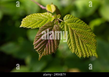 Fresh green Hazel leaves close up on branch of tree in spring with ...