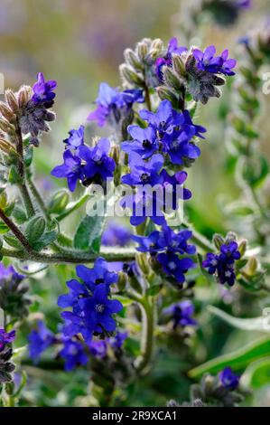 Common bugloss (Anchusa officinalis), common oxeye Stock Photo - Alamy