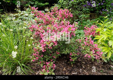 Weigela florida 'Eva Rathke' Stock Photo - Alamy