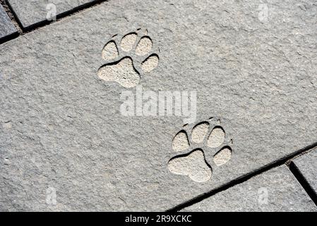 Paw print, wolf track chiselled into stone slab on pavement, pavement ...