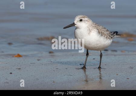 Sanderling, Calidris alba, adult non breeding/ winter plumage bird ...