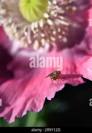 A housefly lands on an opium poppy (Papaver somniferum) growing in a ...
