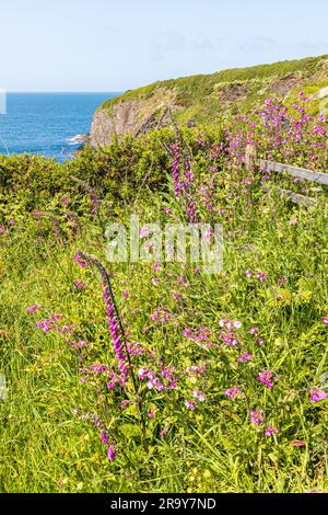 Red Campion (Silene dioica) and foxgloves growing on the cliffs of ...