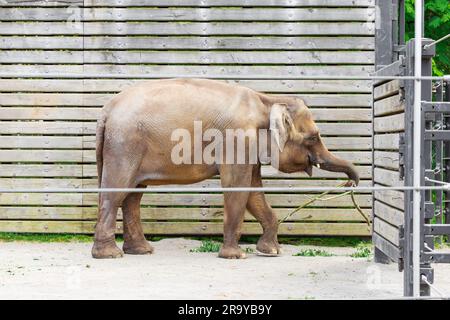 Young Asian Elephant, a Magnificent and Iconic Species, Residing in a ...
