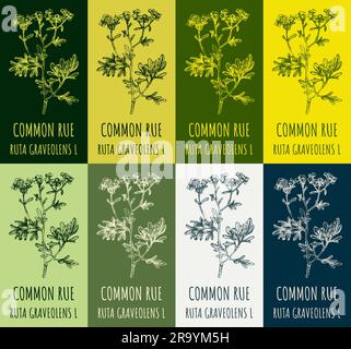 Set of drawing of COMMON RUE in various colors. Hand drawn illustration ...
