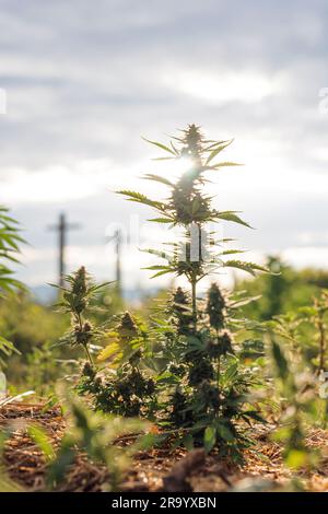 Selective focus shot of a growing hemp plant at sunset Stock Photo - Alamy