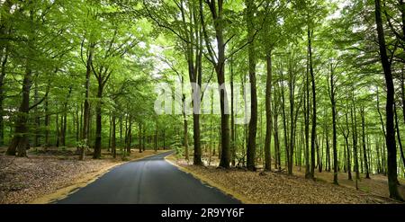 Beautiful view of road along beech trees in forest. Skane, Sweden Stock ...