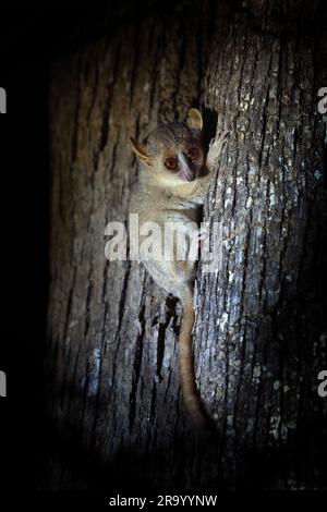 Gray mouse lemur during the night walk on Madagascar. Lesser mouse ...
