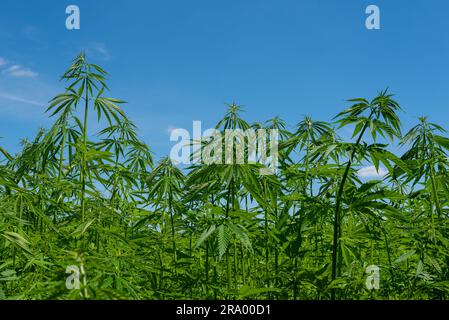 Medical marijuana. Legalize cannabis as a medical product. A leaf of ...